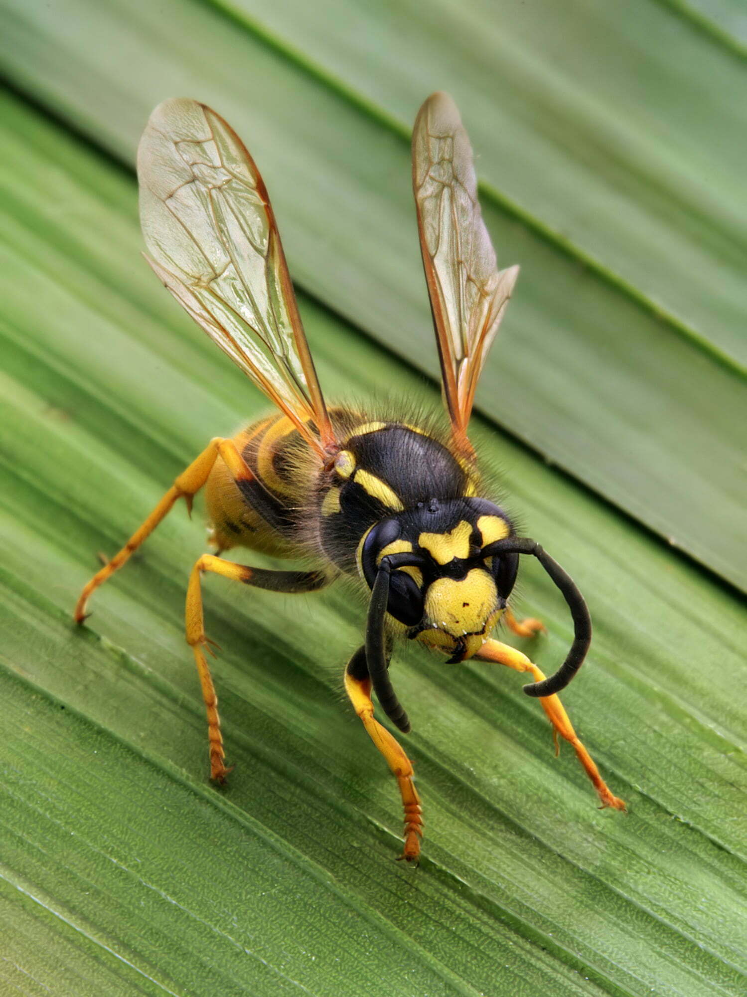 Wasp Spirit Animal Totems And Messages