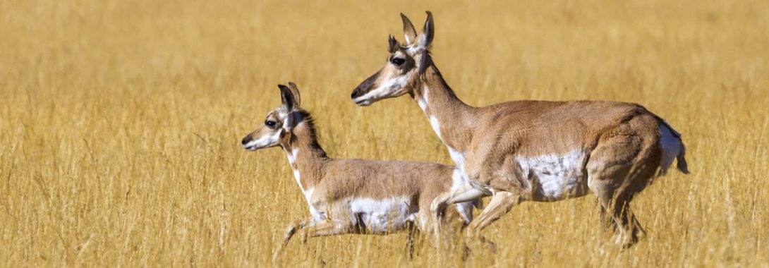 Antelope Symbolism, Dreams, and Messages | Spirit Animal Totems