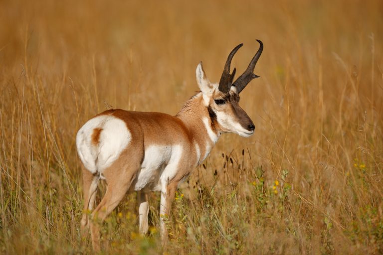 Antelope Symbolism - Spirit Animal Totems