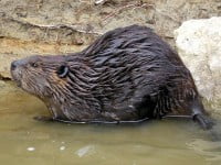 Beaver Symbolism - Spirit Animal Totems