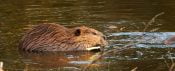 Beaver Symbolism, Dreams, and Messages | Spirit Animal Totems