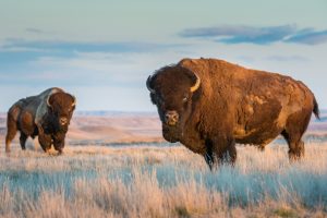 Buffalo Symbolism - Spirit Animal Totems