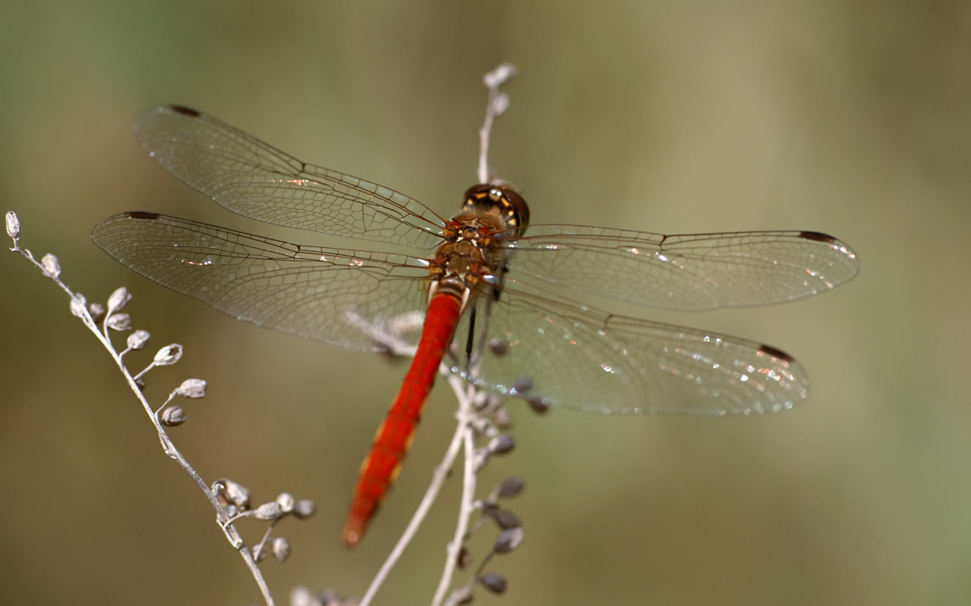 Dragonfly - A Message from one of our Spirit Animals
