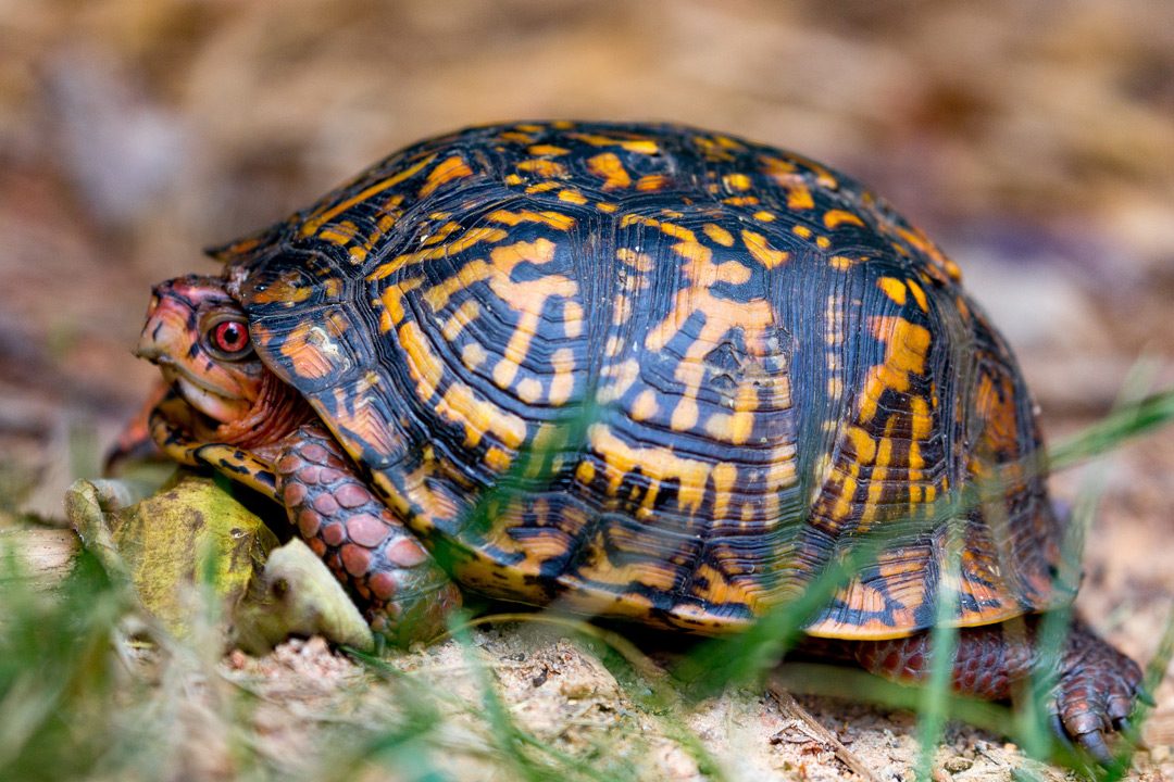 Turtle Symbolism: Lessons in Slow and Steady Progress
