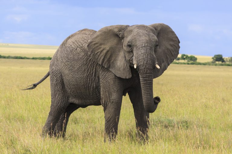 Elephant Symbolism - Spirit Animal Totems