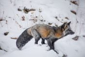Fox Symbolism Symbolism, Dreams, Totems, and Messages - Spirit Animal ...