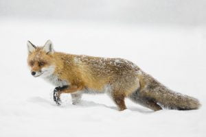 Fox Symbolism Symbolism, Dreams, Totems, and Messages - Spirit Animal ...