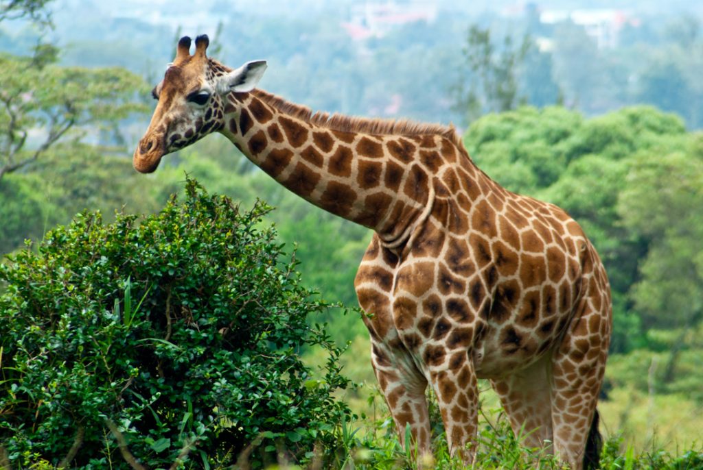 Giraffe Symbolism - Spirit Animal Totems