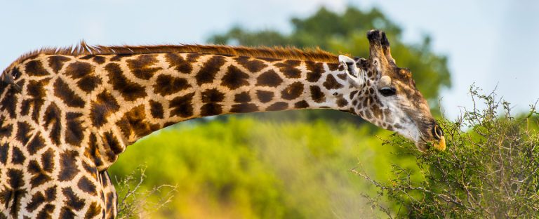 Giraffe Symbolism, Dreams, and Messages - Spirit Animal Totems