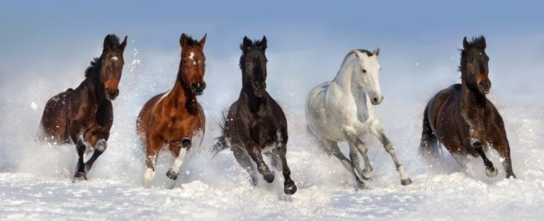 Horse Symbolism, Dreams, and Messages - Spirit Animal Totems