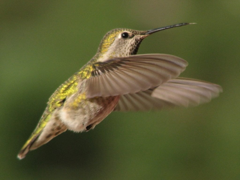 Hummingbird Symbolism - Spirit Animal Totems