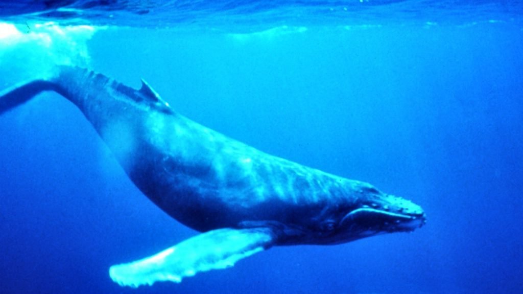 Embracing the meaning of the Whale's Symbolic Message - Spirit Animal ...