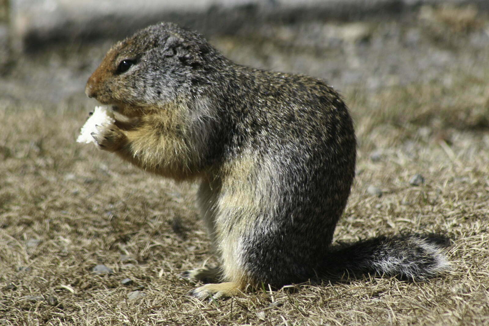 Prairie Dog Symbolism - Spirit Animal Totems