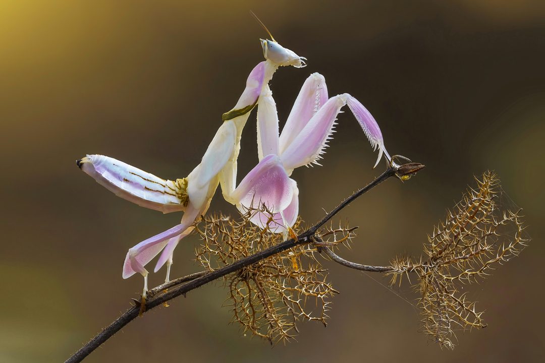 Praying Mantis Symbolism - Spirit Animal Totems
