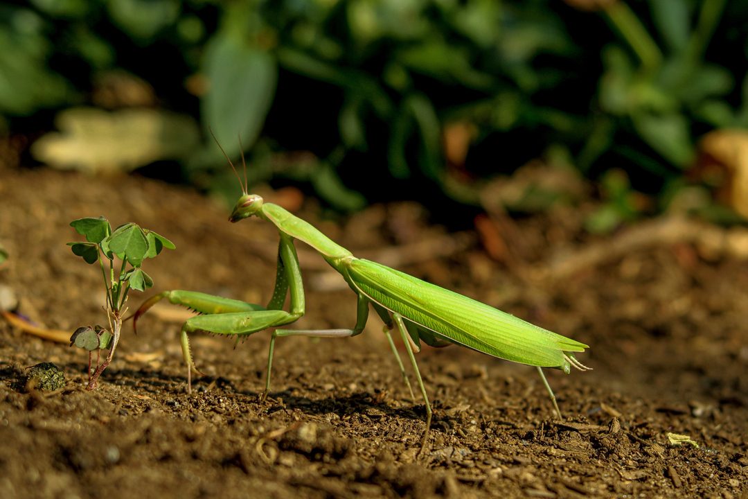 Praying Mantis Symbolism - Spirit Animal Totems