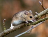 Mouse Symbolism - Spirit Animal Totems