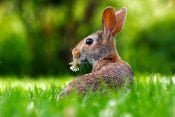Rabbit Symbolism - Spirit Animal Totems