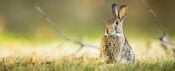 Rabbit Symbolism, Dreams, and Messages - Spirit Animal Totems