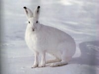 Rabbit Symbolism - Spirit Animal Totems