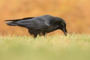 Raven Symbolism - Spirit Animal Totems