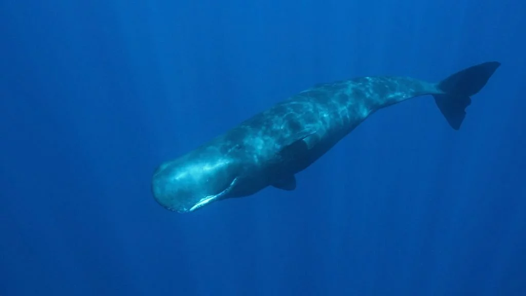 Biblical meaning of a whale in a dream 60 photos - Astrologytoyou.com