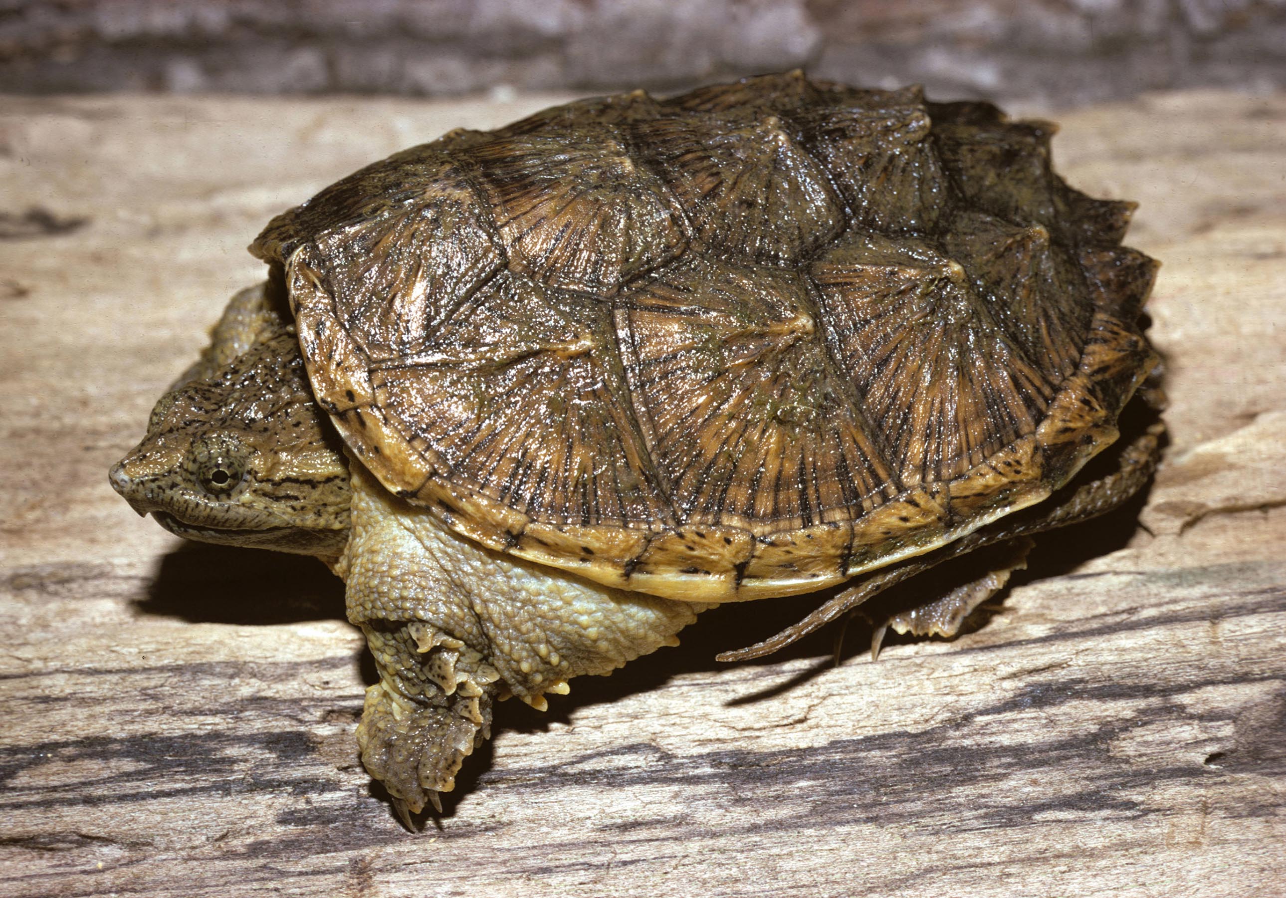 Turtle Symbolism A Message Spirit Animal Totems Daily Message