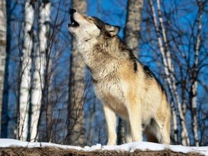 Wolf Symbolism - Spirit Animal Totems