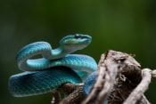 Exploring Snake Symbolism: Meanings and Interpretations - Spirit Animal ...
