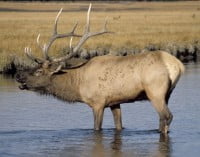 Elk Symbolism - Spirit Animal Totems