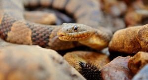 Exploring Snake Symbolism: Meanings and Interpretations - Spirit Animal ...