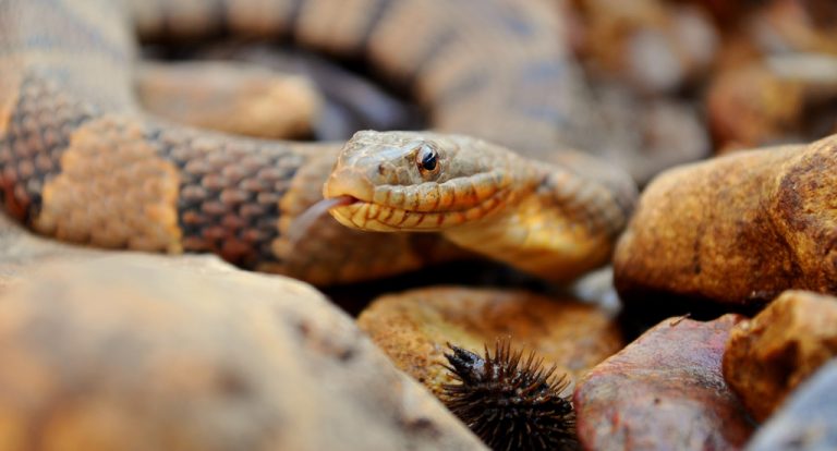 Exploring Snake Symbolism: Meanings and Interpretations - Spirit Animal ...