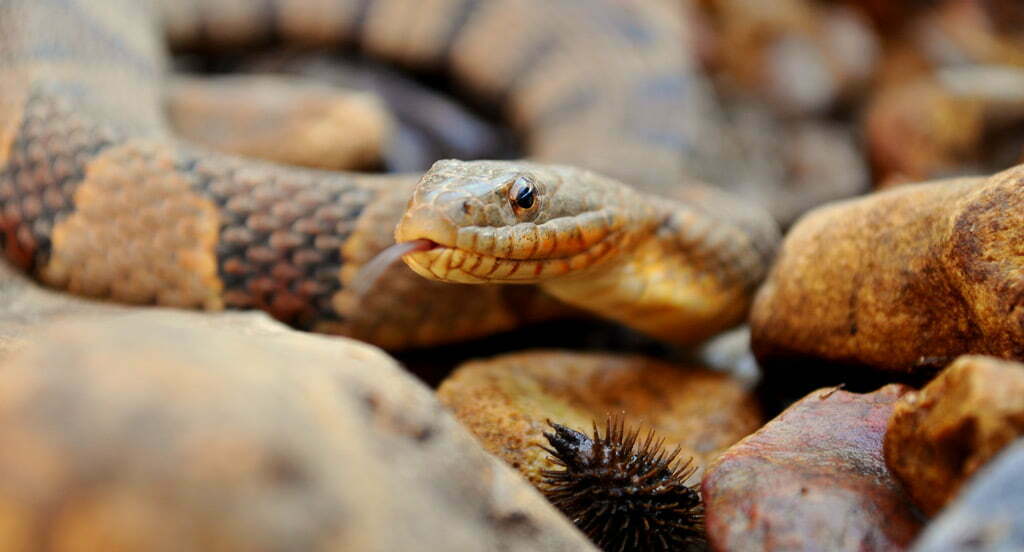 Exploring Snake Symbolism: Meanings and Interpretations - Spirit Animal Totems