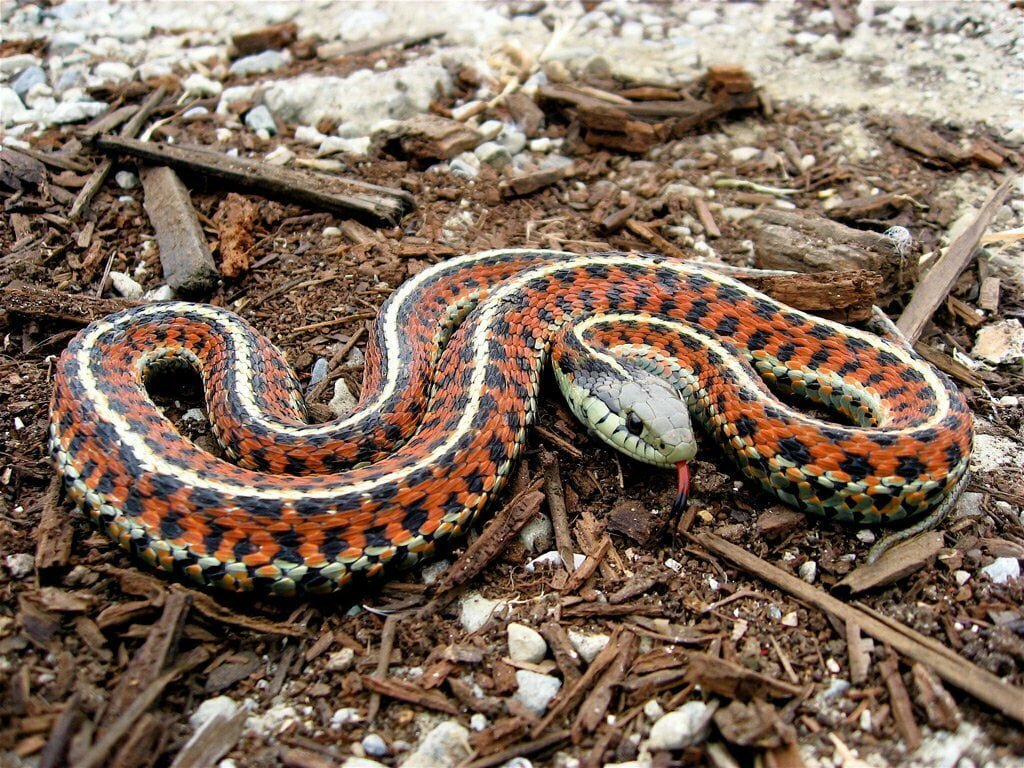 Exploring Snake Symbolism: Meanings and Interpretations - Spirit Animal ...