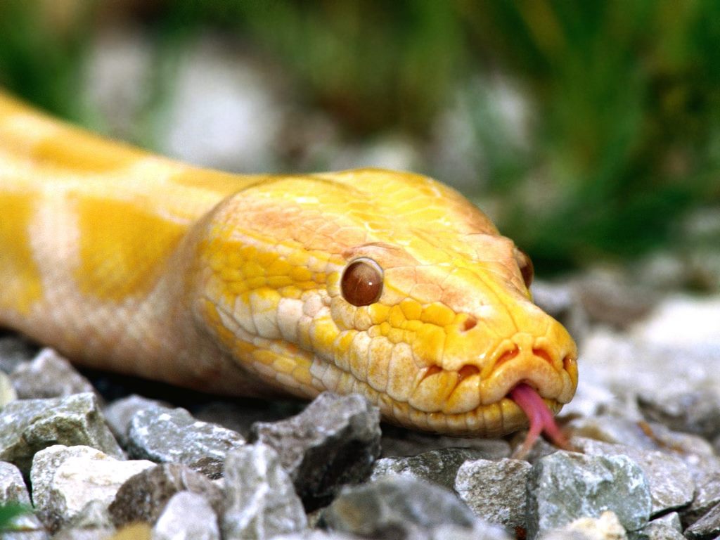 Snake Symbolism A Message Spirit Animal Totems
