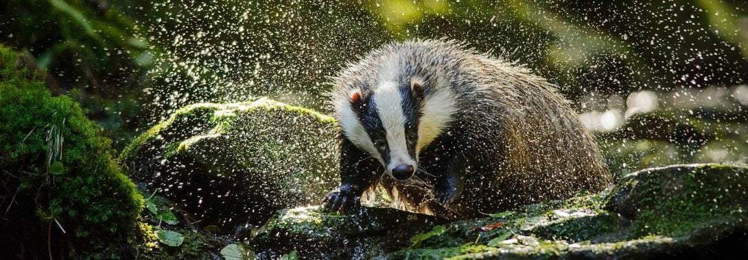 Seadutaaifah10ibb Honey Badger Meaning In French seadutaaifah10ibb-honey-badger-meaning-in-french