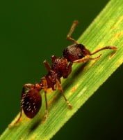 Ant Symbolism - Spirit Animal Totems