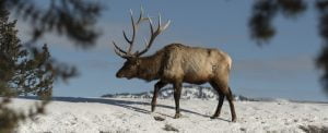 Elk Symbolism, Dreams, and Messages - Spirit Animal Totems