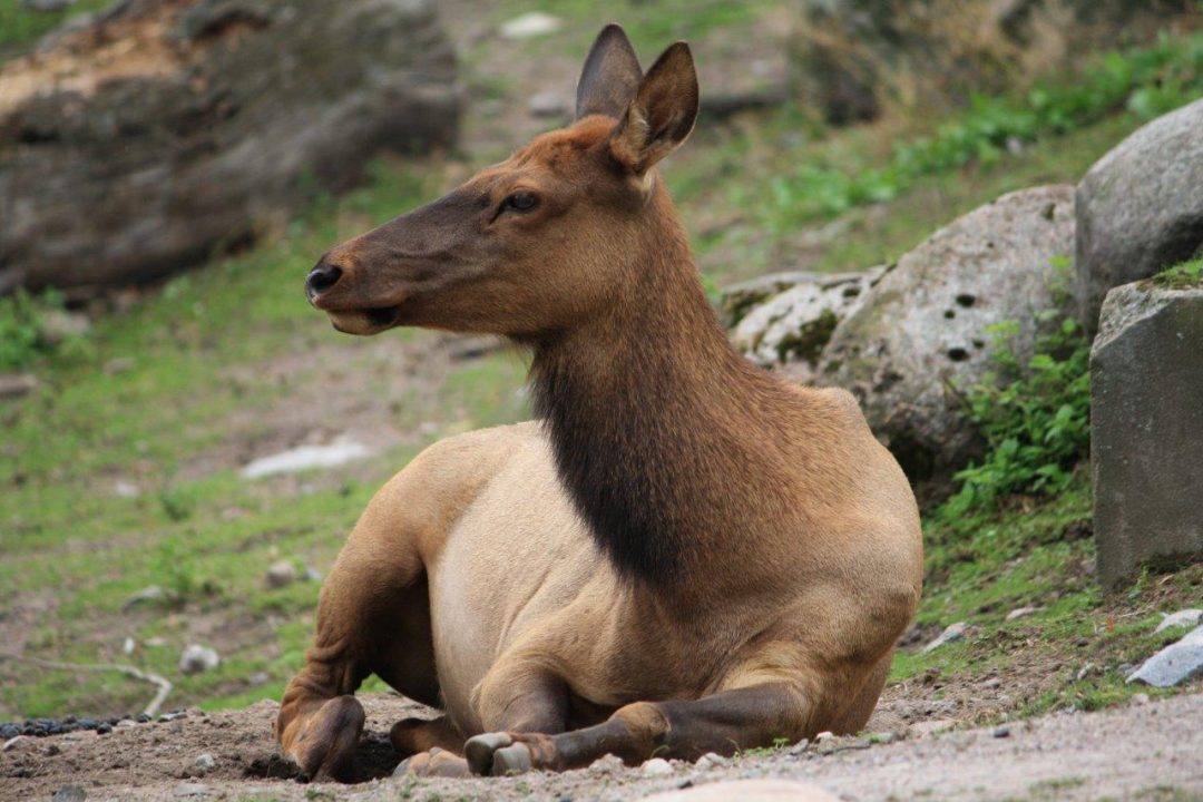 Elk Symbolism, Dreams, and Messages | Spirit Animal Totems