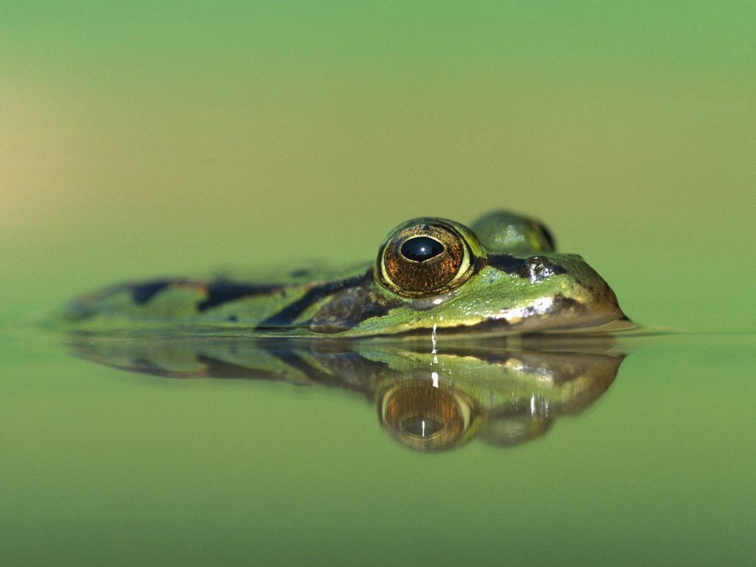 Frog Symbolism Dreams And Messages Spirit Animal Totems