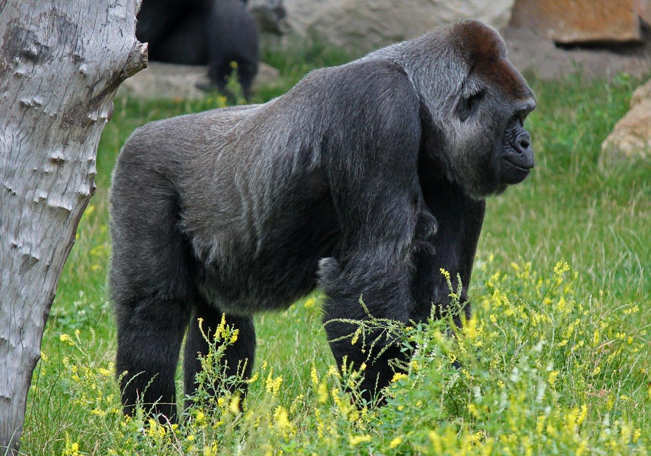 Gorilla - Spirit Animal Totems