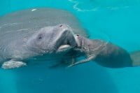 Manatee Symbolism - Spirit Animal Totems