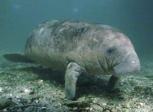 Manatee Symbolism - Spirit Animal Totems
