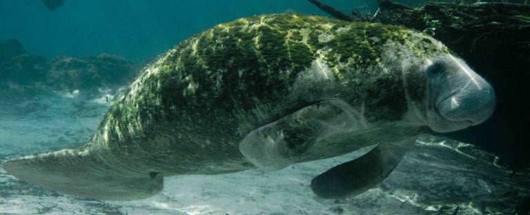 Manatee Symbolism, Dreams, and Messages - Spirit Animal Totems