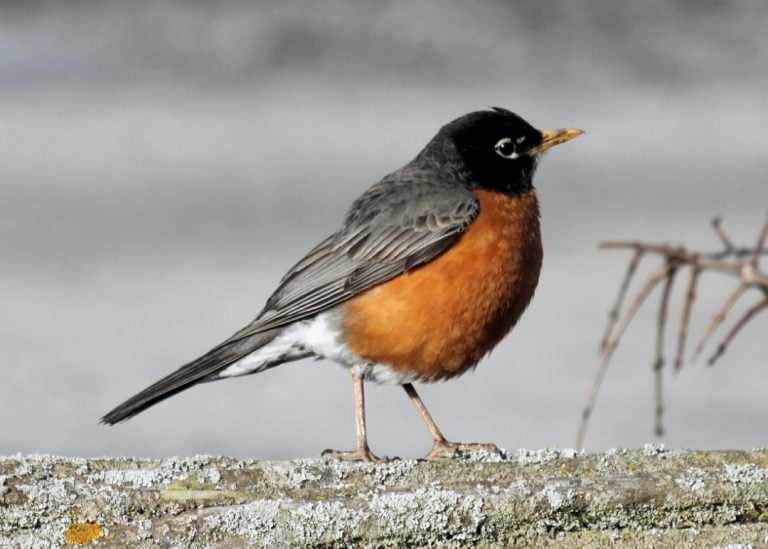 Robin Symbolism - Spirit Animal Totems