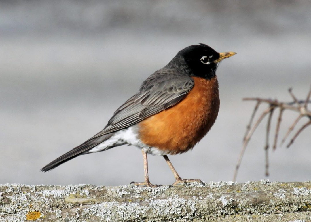 Robin Symbolism - Spirit Animal Totems