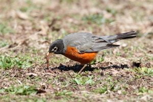 Robin Symbolism - Spirit Animal Totems