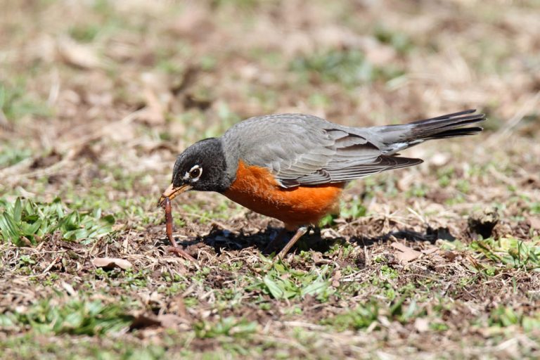 Robin Symbolism - Spirit Animal Totems