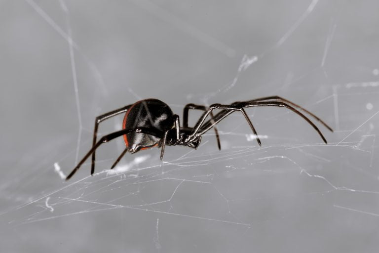 Spider Symbolism: Adding meaning to your totem. - Spirit Animal Totems