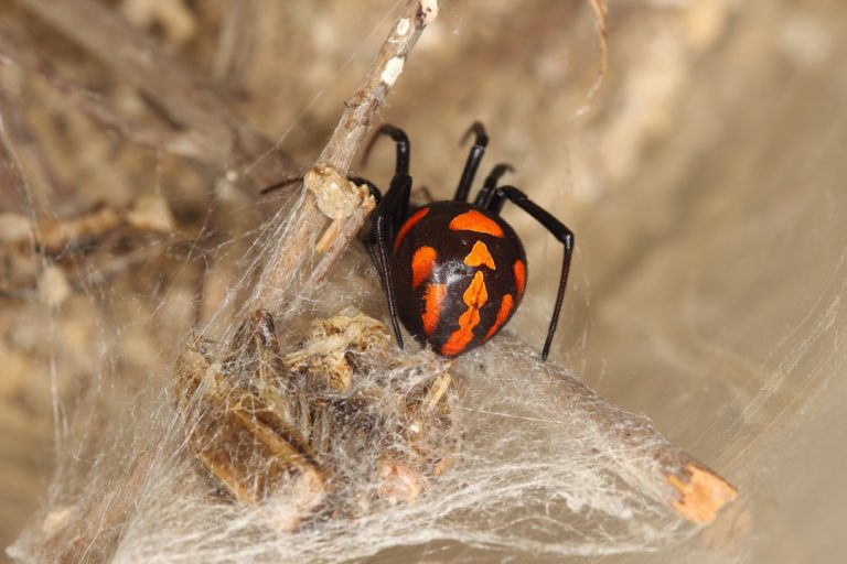 Spider Symbolism: Adding meaning to your totem. - Spirit Animal Totems