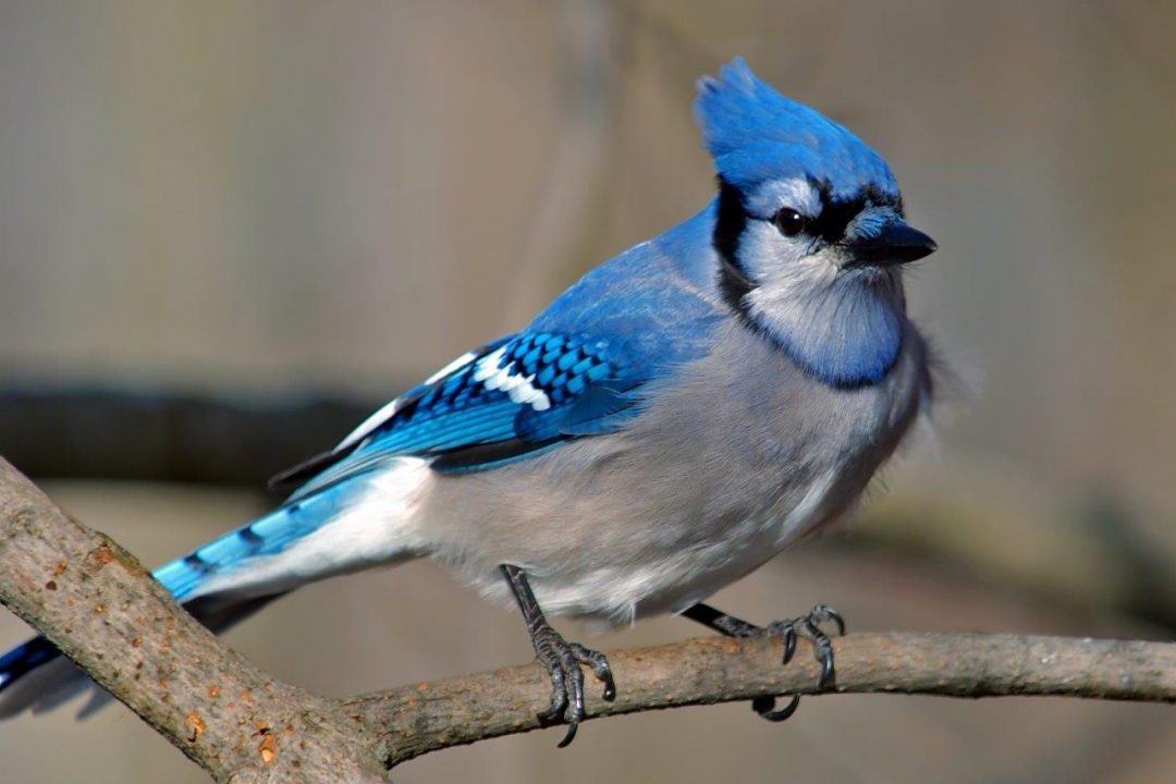 The Hidden Meanings of Jay Symbolism: Intelligence, Courage - Spirit ...